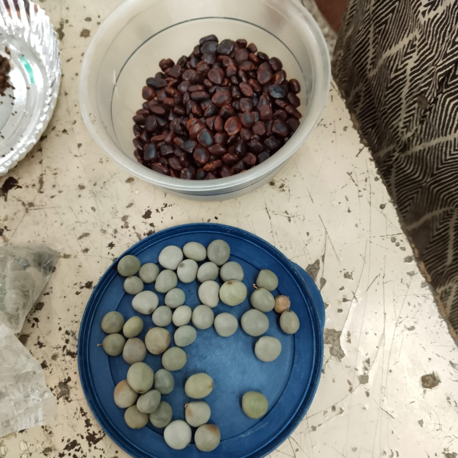 Young Explorer’s Nature Club of PTV English Medium School Secondary ...